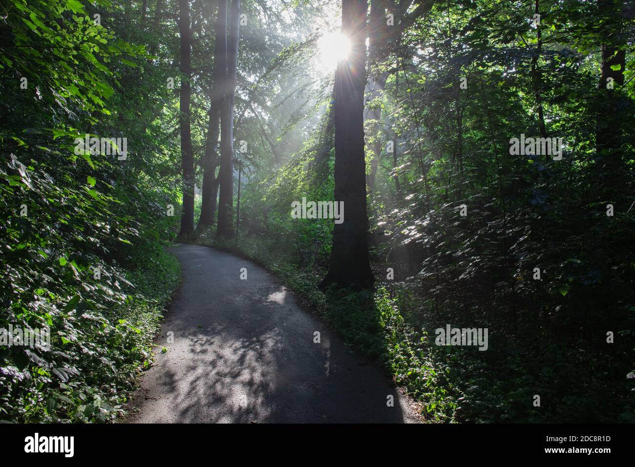 Dark forest with light shining through hi-res stock photography and ...