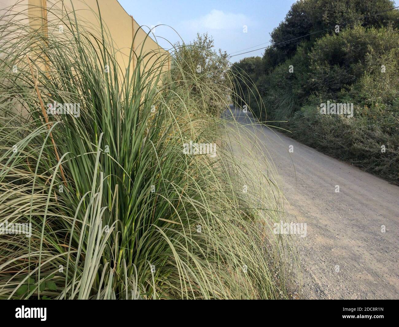 country road, trees and bushes along a dirt road, saw area Stock Photo ...
