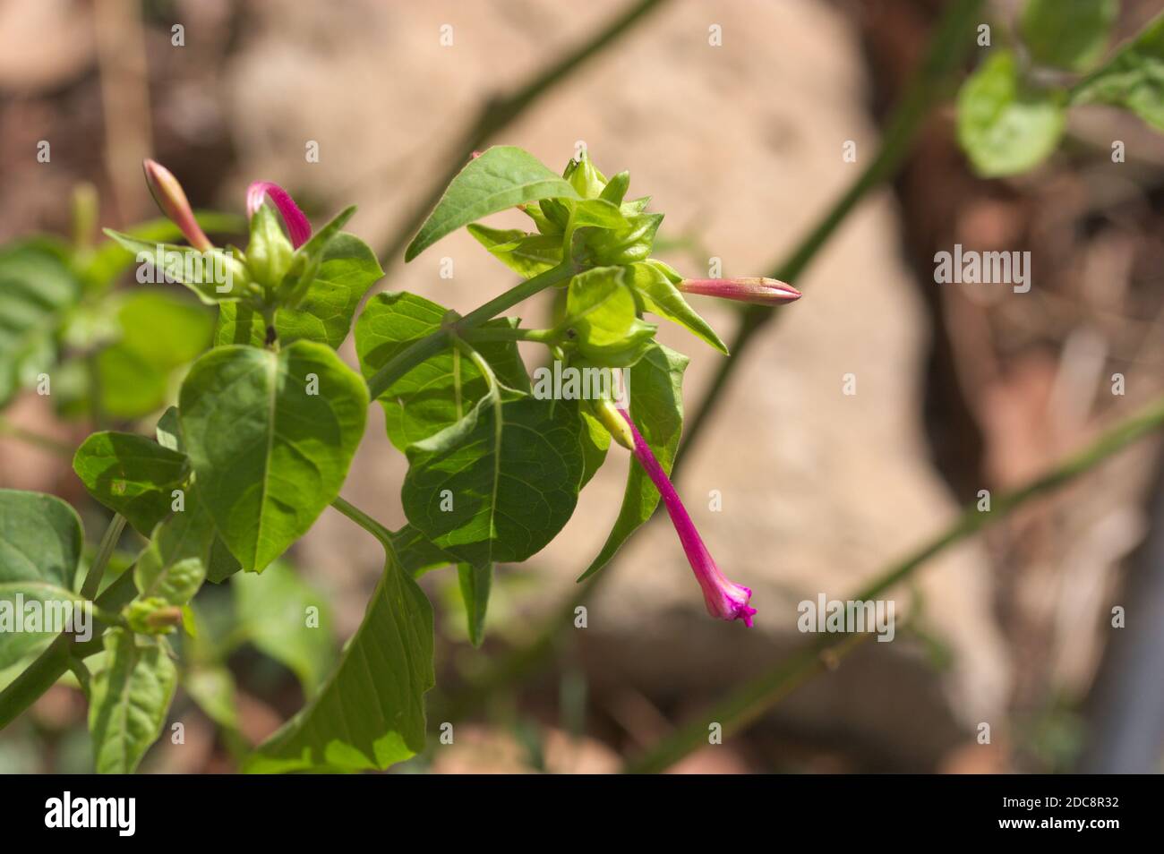 Close-up of the flowers and leaves of a specimen of a Mirabilis jalapa ...