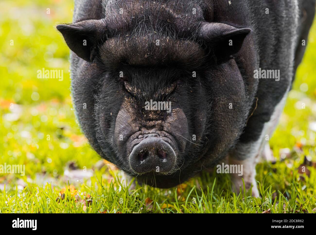 Big Vietnamese black pig close up portrait outside Stock Photo - Alamy