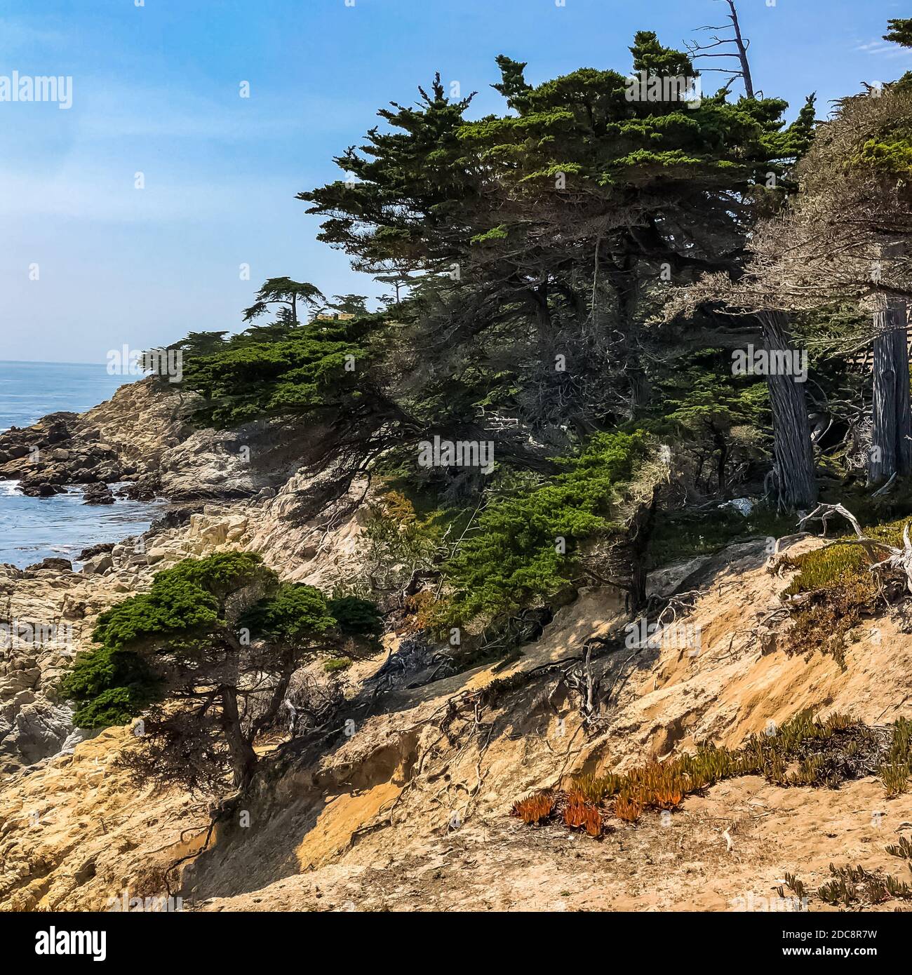 The Lone Cypress is a Monterey cypress tree in Pebble Beach, California ...