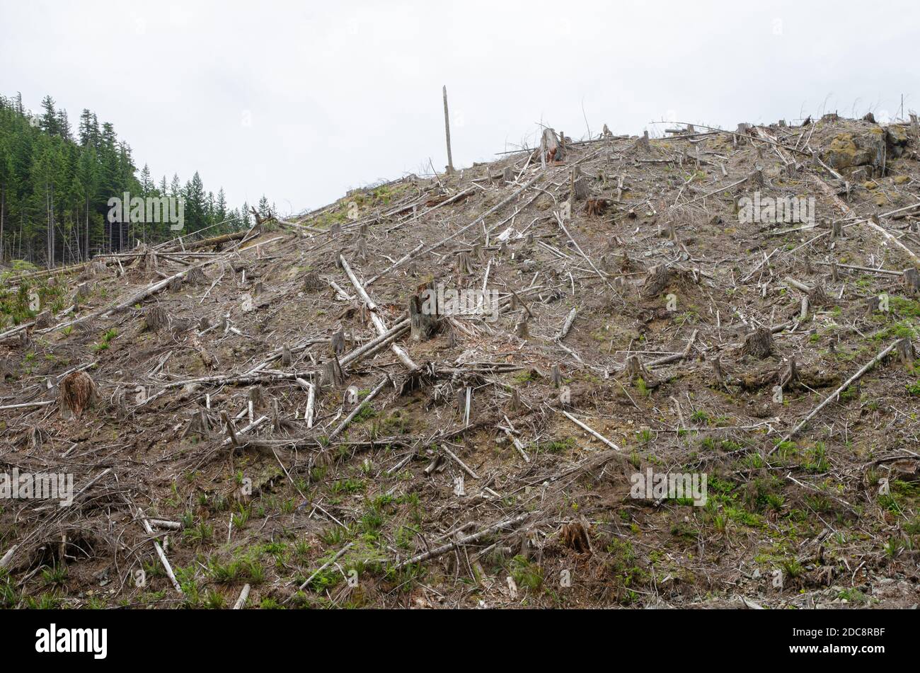 Wood harvesting, clearcutting area on Vancouver Island Stock Photo - Alamy