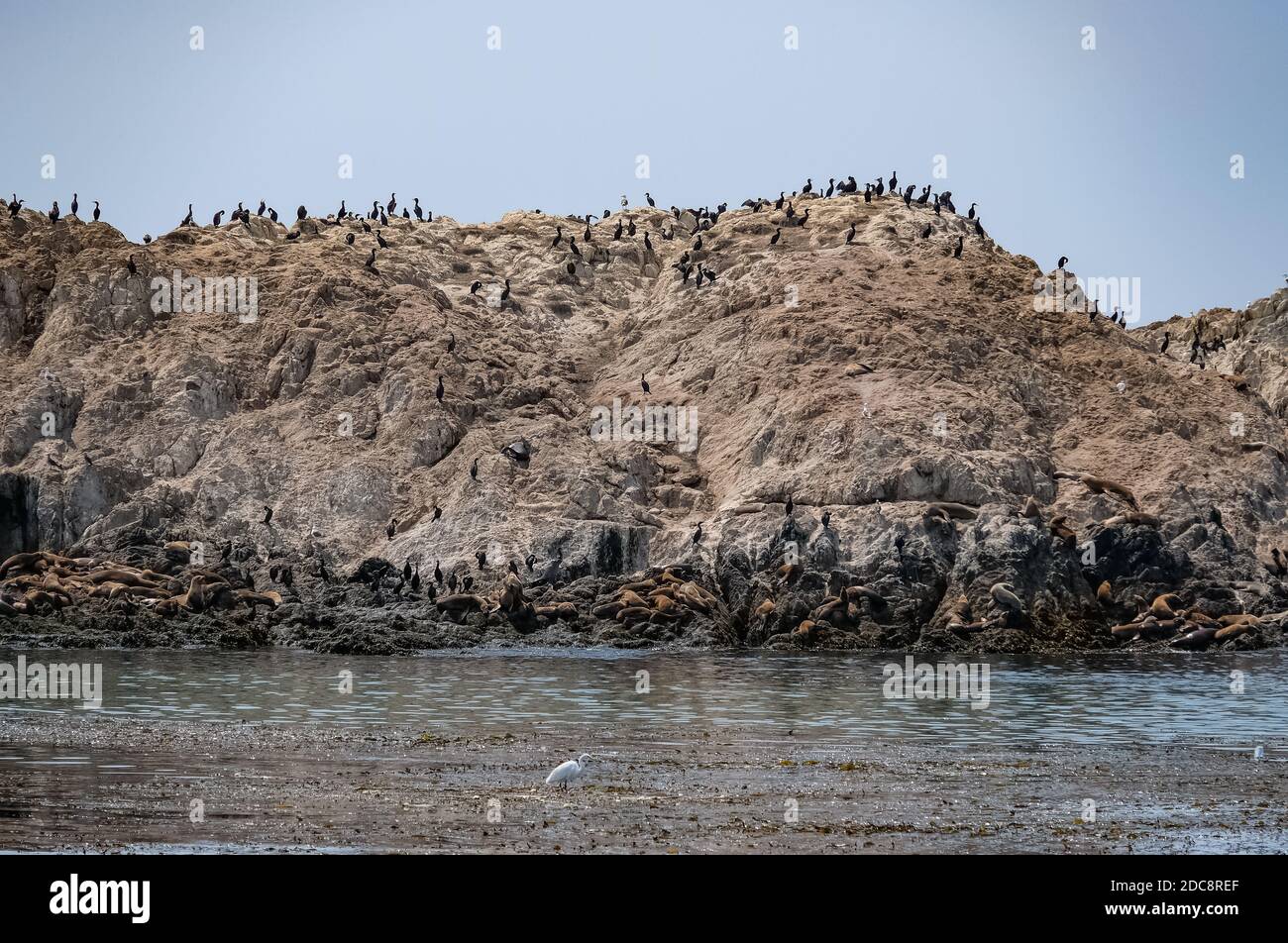 Pebble beach california seals hi-res stock photography and images - Alamy