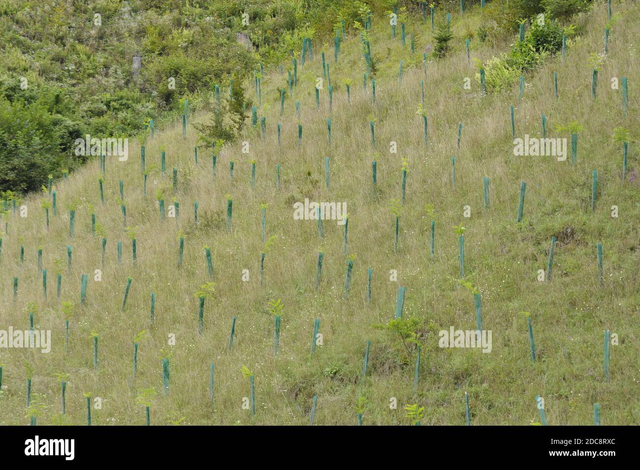 reforestation or reafforestation in a forest, tree planting and growing ...