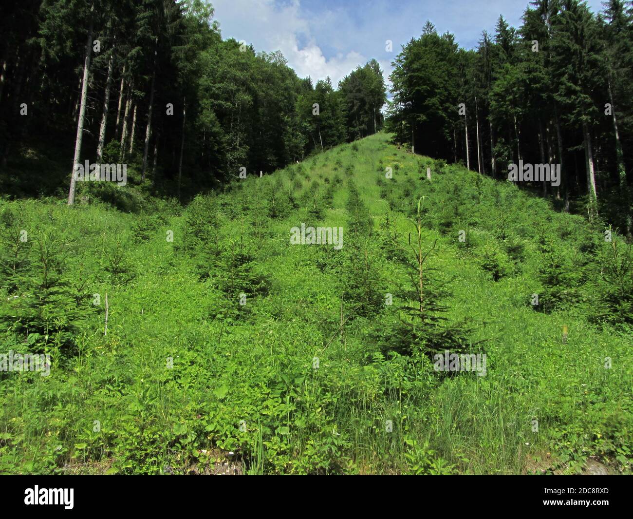 reforestation or reafforestation in a forest, tree planting and growing ...