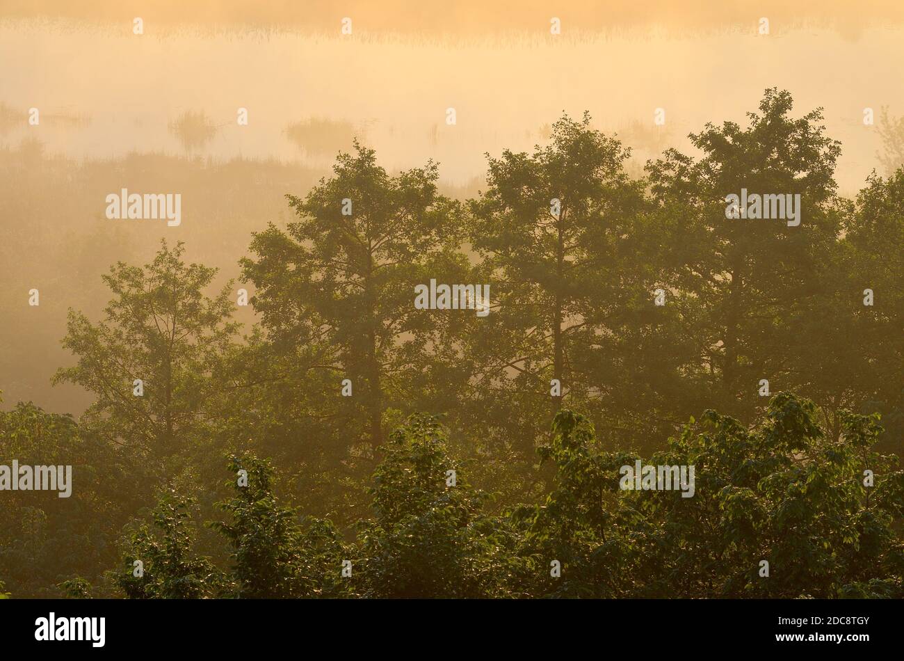 Summer morning with a mist over the river. Trees in the sunlight Stock ...