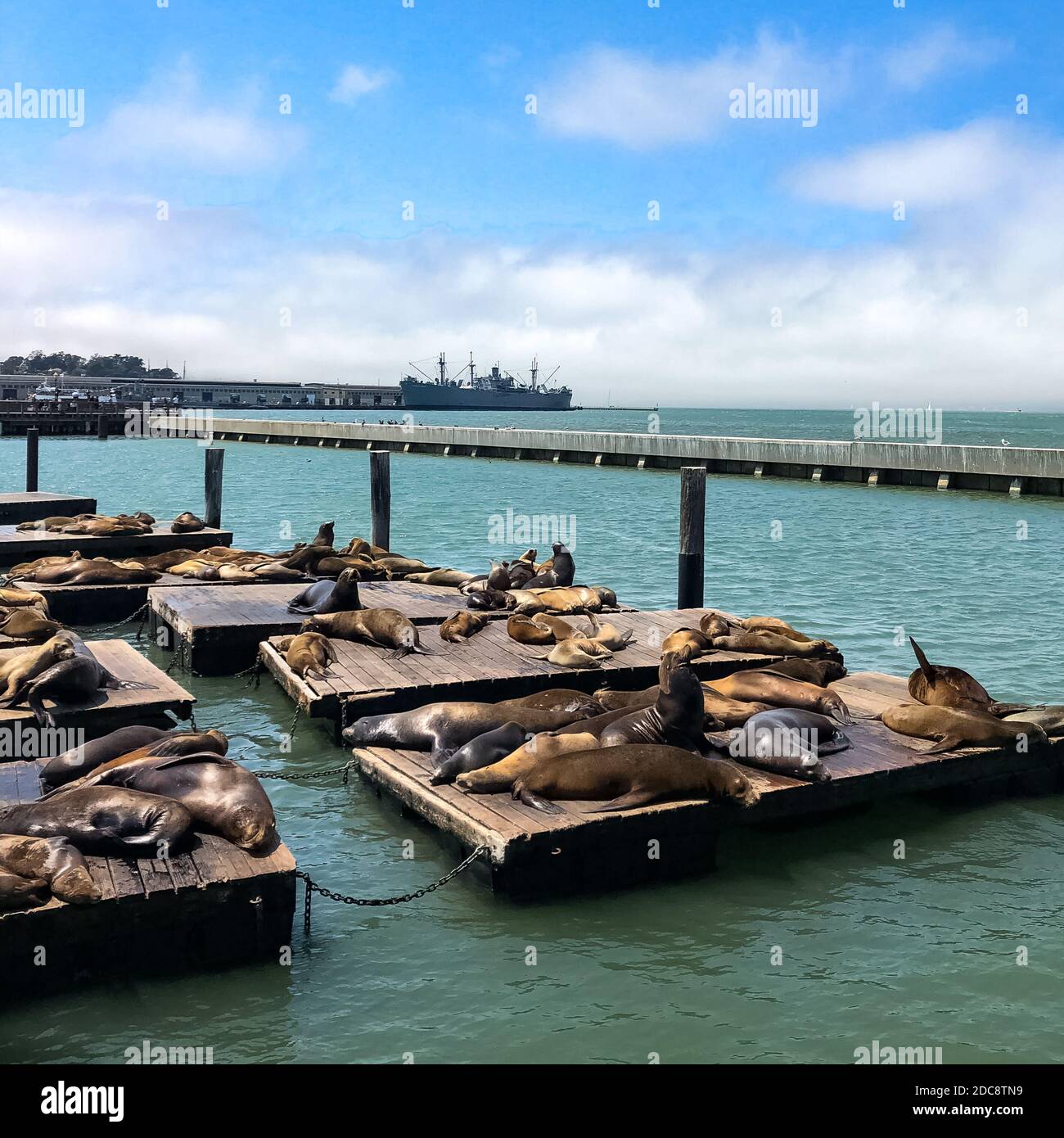 San Francisco Pier 39 with sea lions on the piers and people watching ...