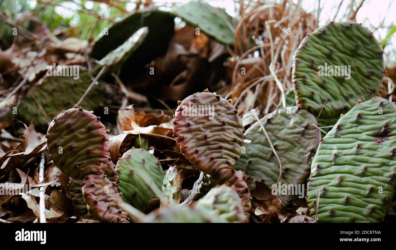 Michigan cactus hi-res stock photography and images - Alamy