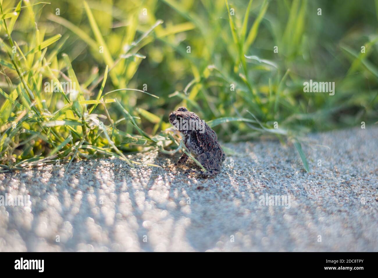 Frog in grass Stock Photo - Alamy