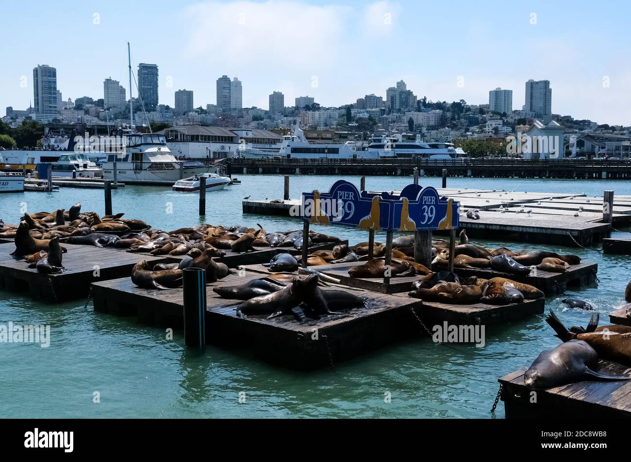 San Francisco Pier 39 with sea lions on the piers and people watching ...