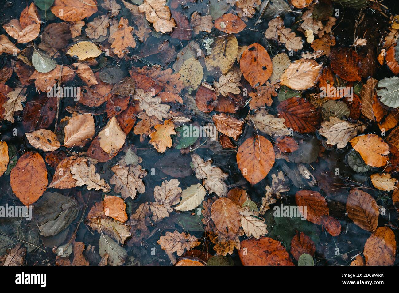 Colorful autumn leaves on the ground Stock Photo - Alamy