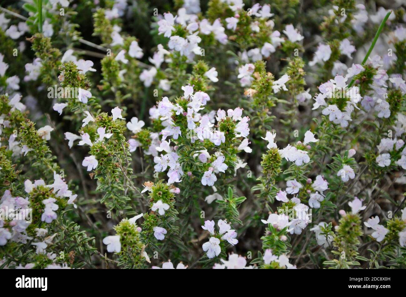Rosemary plant with blooming flowers on spring Stock Photo - Alamy