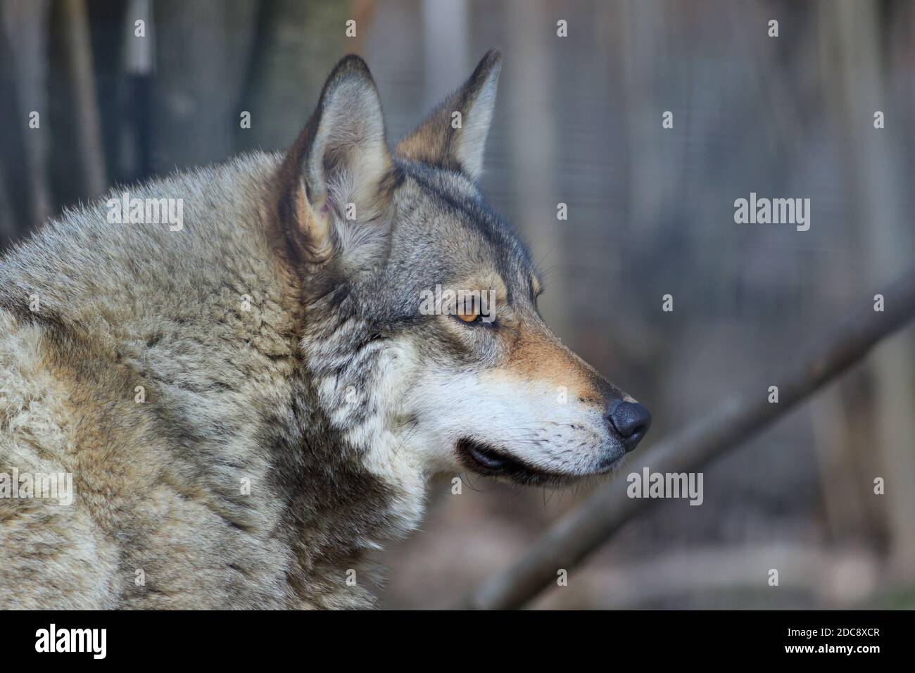 Close up face european grey wolf hi-res stock photography and images ...