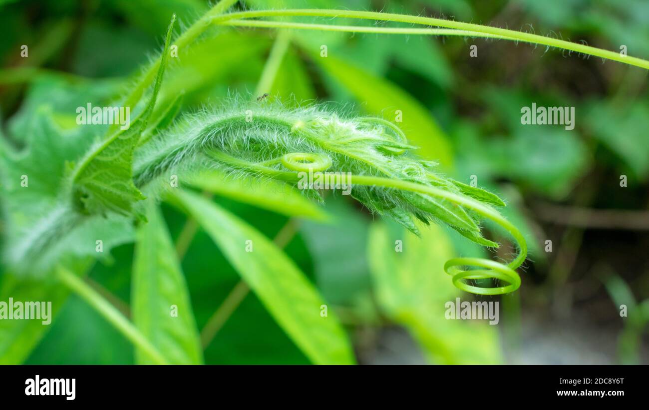 Alabu hi-res stock photography and images - Alamy