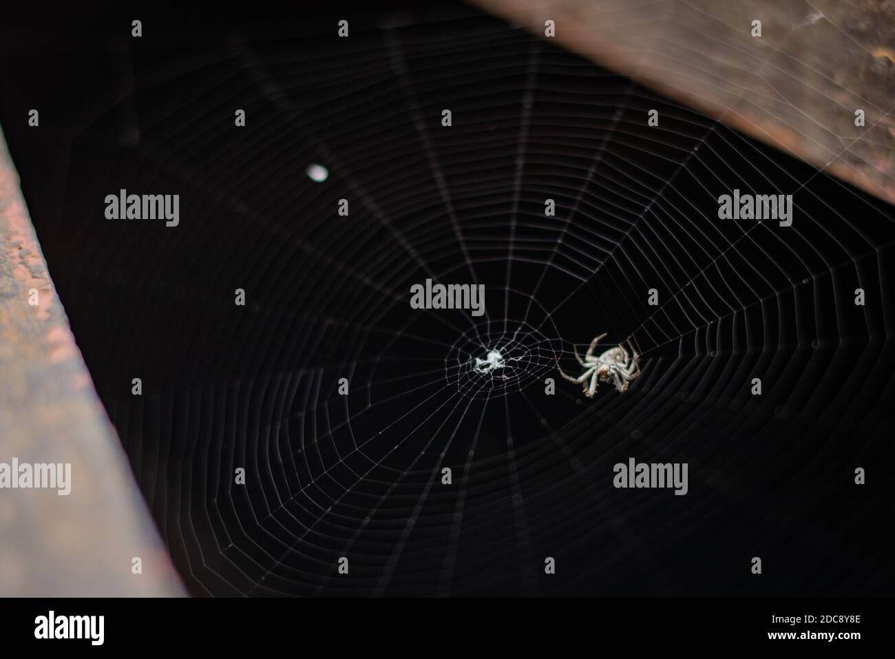 spider and its web Stock Photo - Alamy