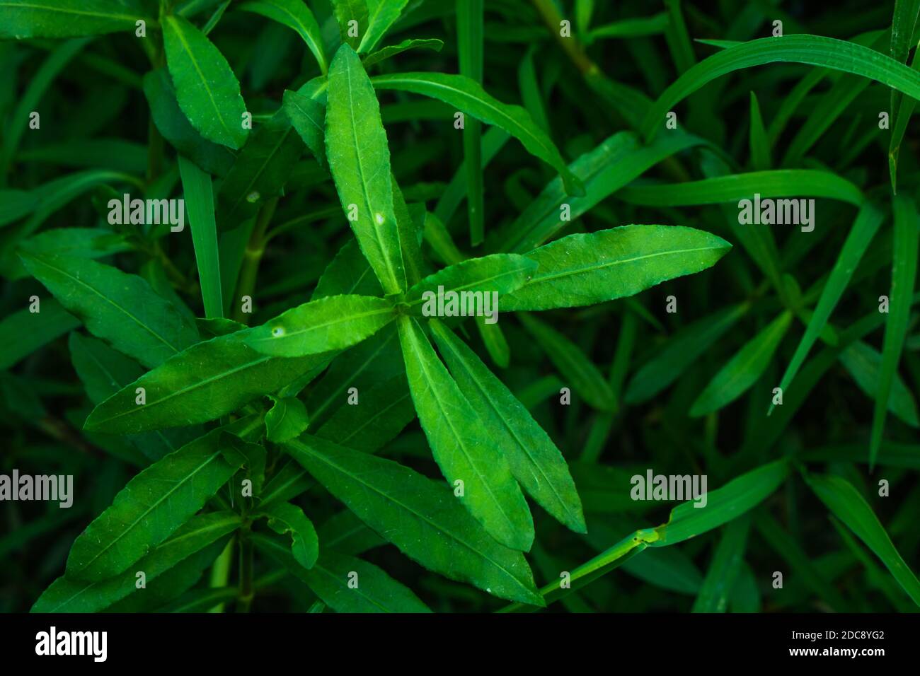 Among the leafy veggies, one type is Helencha leaves which in English ...