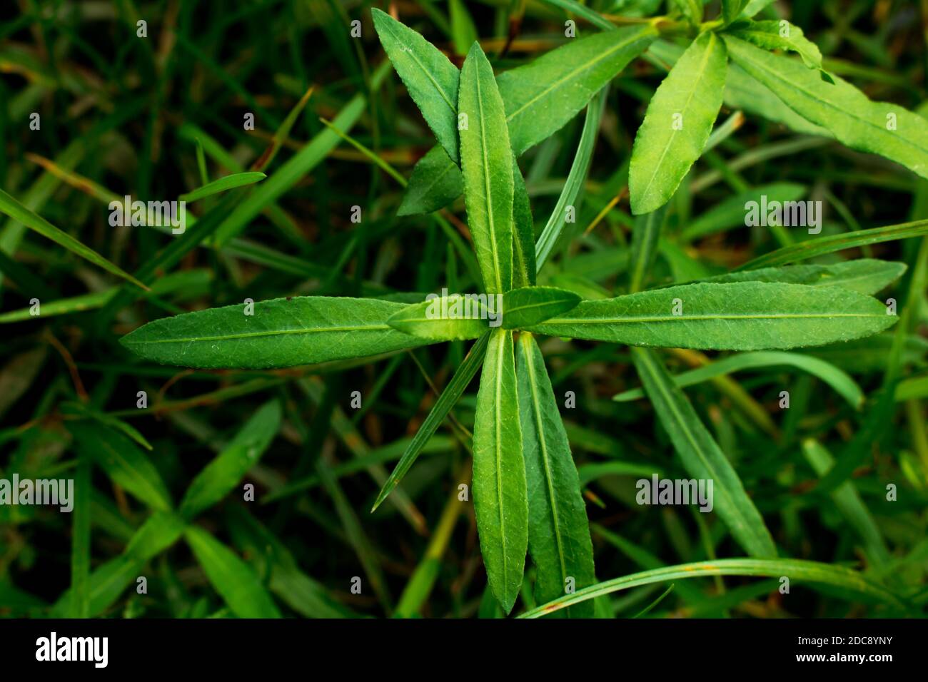 Cress leaves hi-res stock photography and images - Alamy