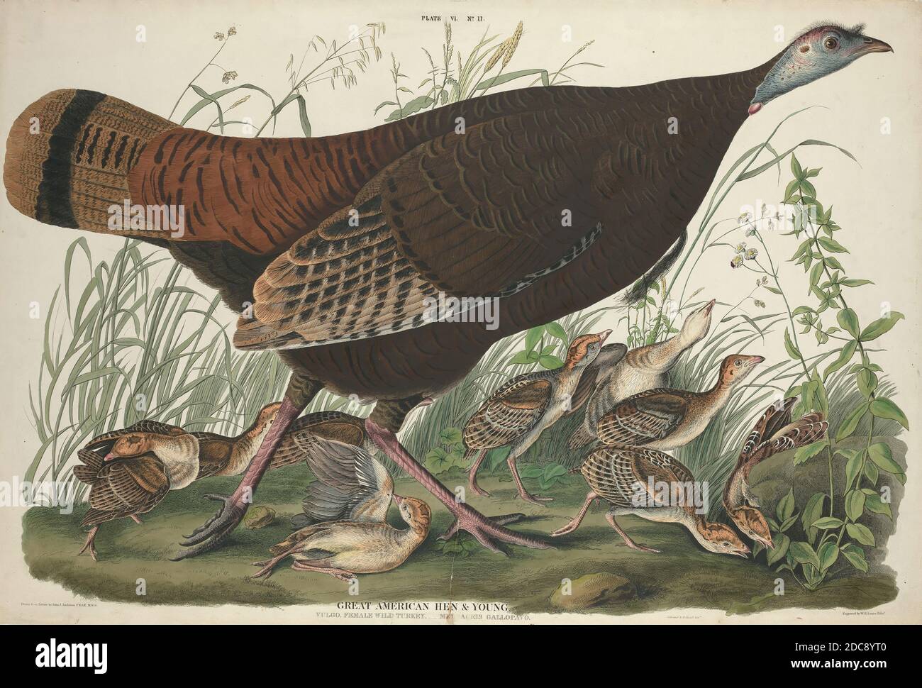 William Home Lizars, (artist), Scottish, 1788 - 1859, John James ...