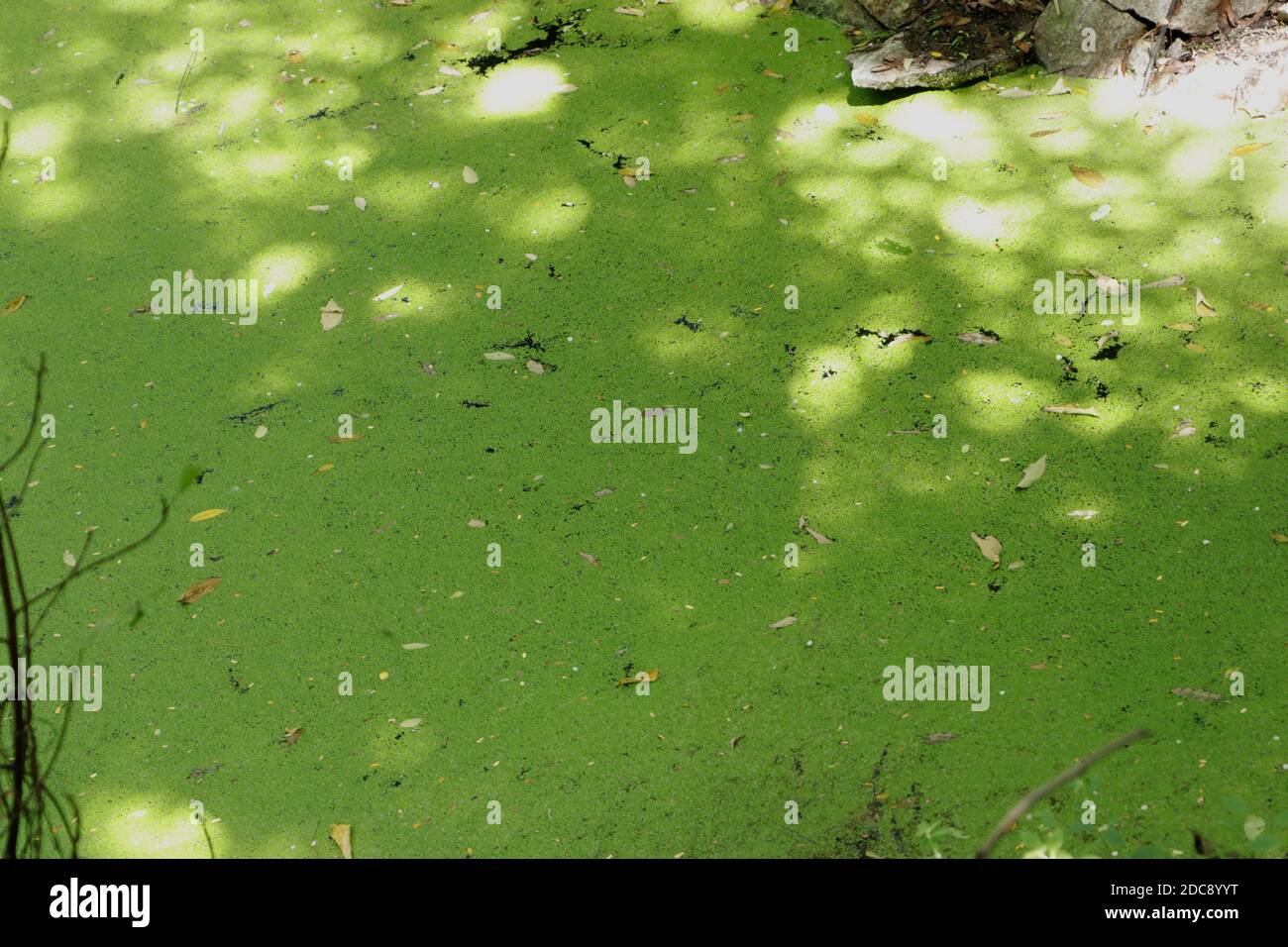 Cyanobacteria Bloom High Resolution Stock Photography and Images - Alamy