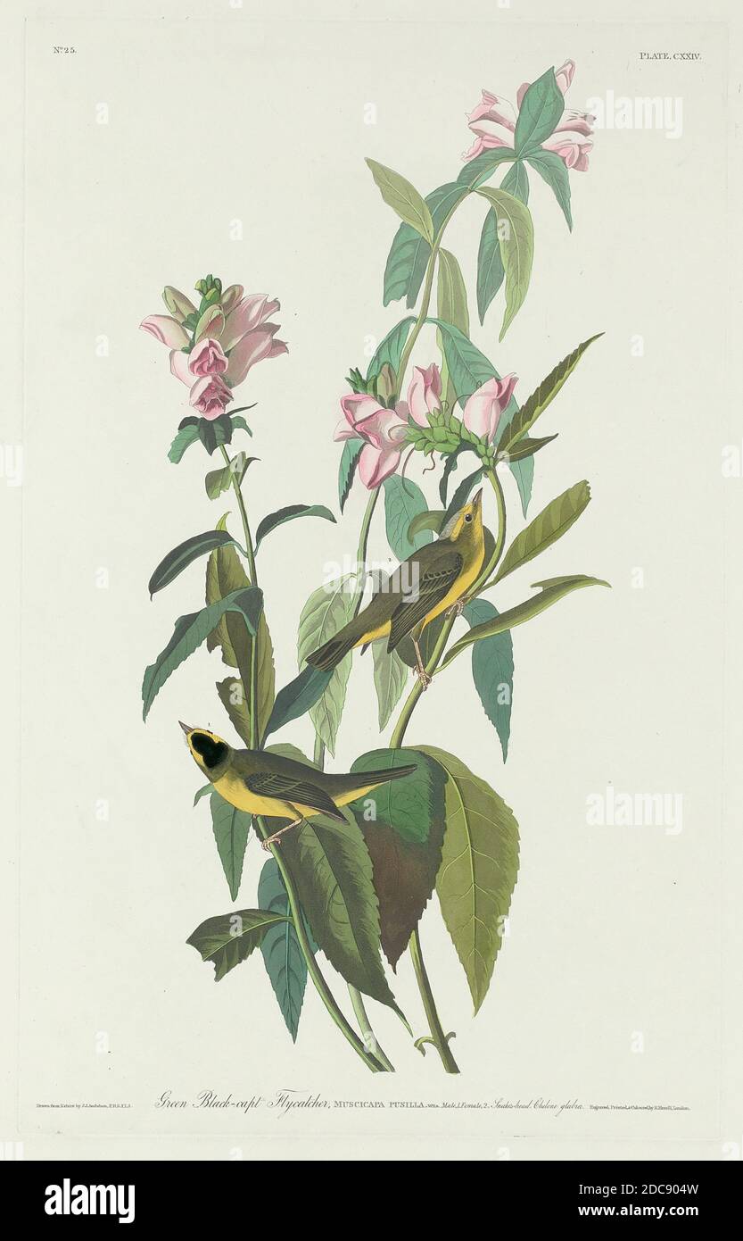Robert Havell, Jr., (artist), American, born England, 1793 - 1878, John ...