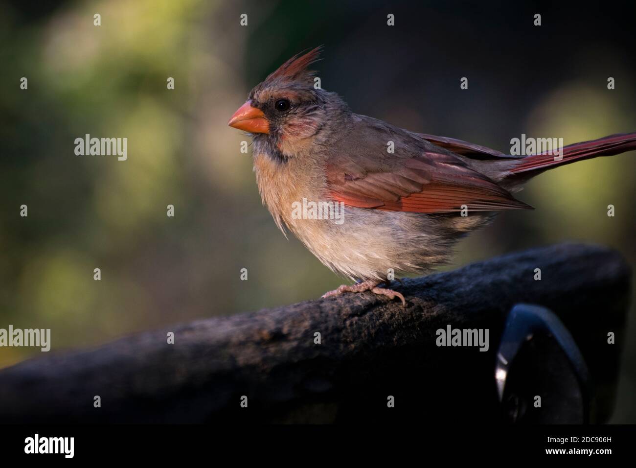 Canadian cardinal male hi-res stock photography and images - Alamy