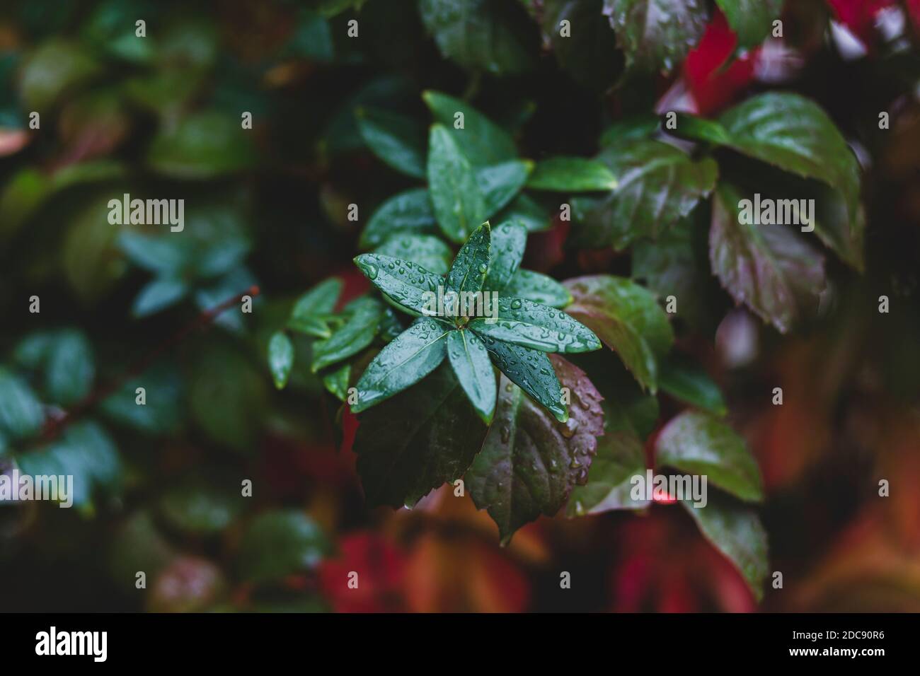 Fresh green leaves soaked in rain in Turkey Stock Photo - Alamy