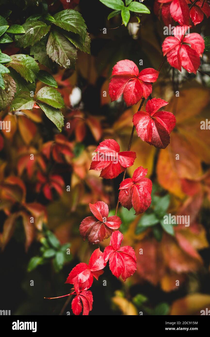 Multi colored floral vine pattern hi-res stock photography and images ...