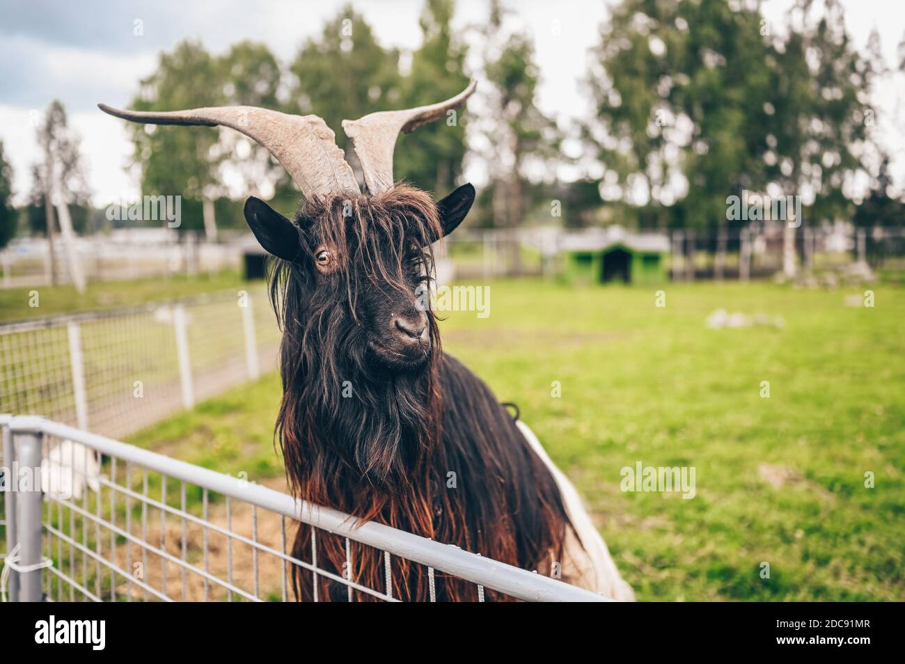 Funny close up photo of Black hairy goat in zoo. The Valais Blackneck ...