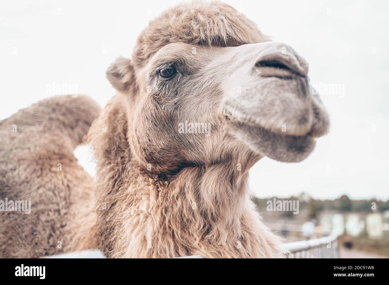 Close up of funny Bactrian camel in Karelia zoo. Hairy camel in a pen ...