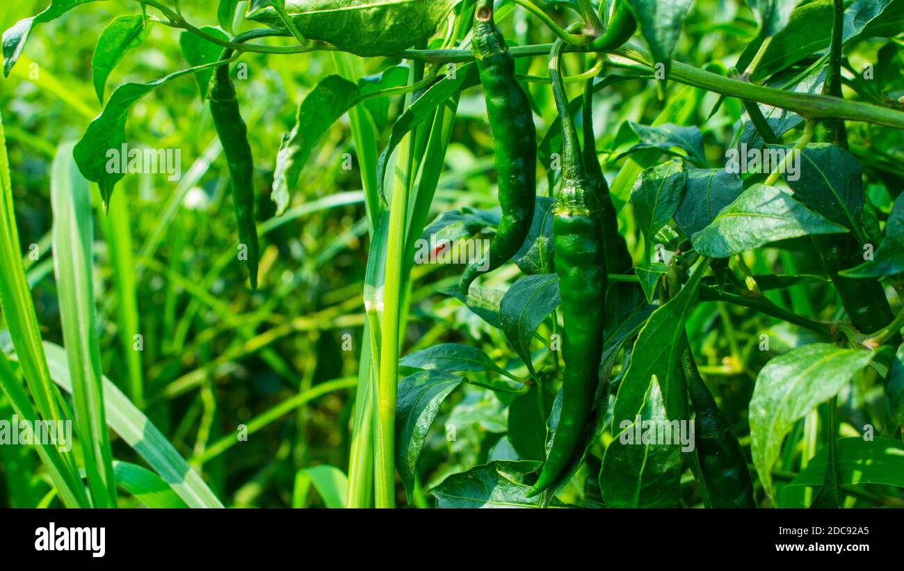 Chilli Plant Field