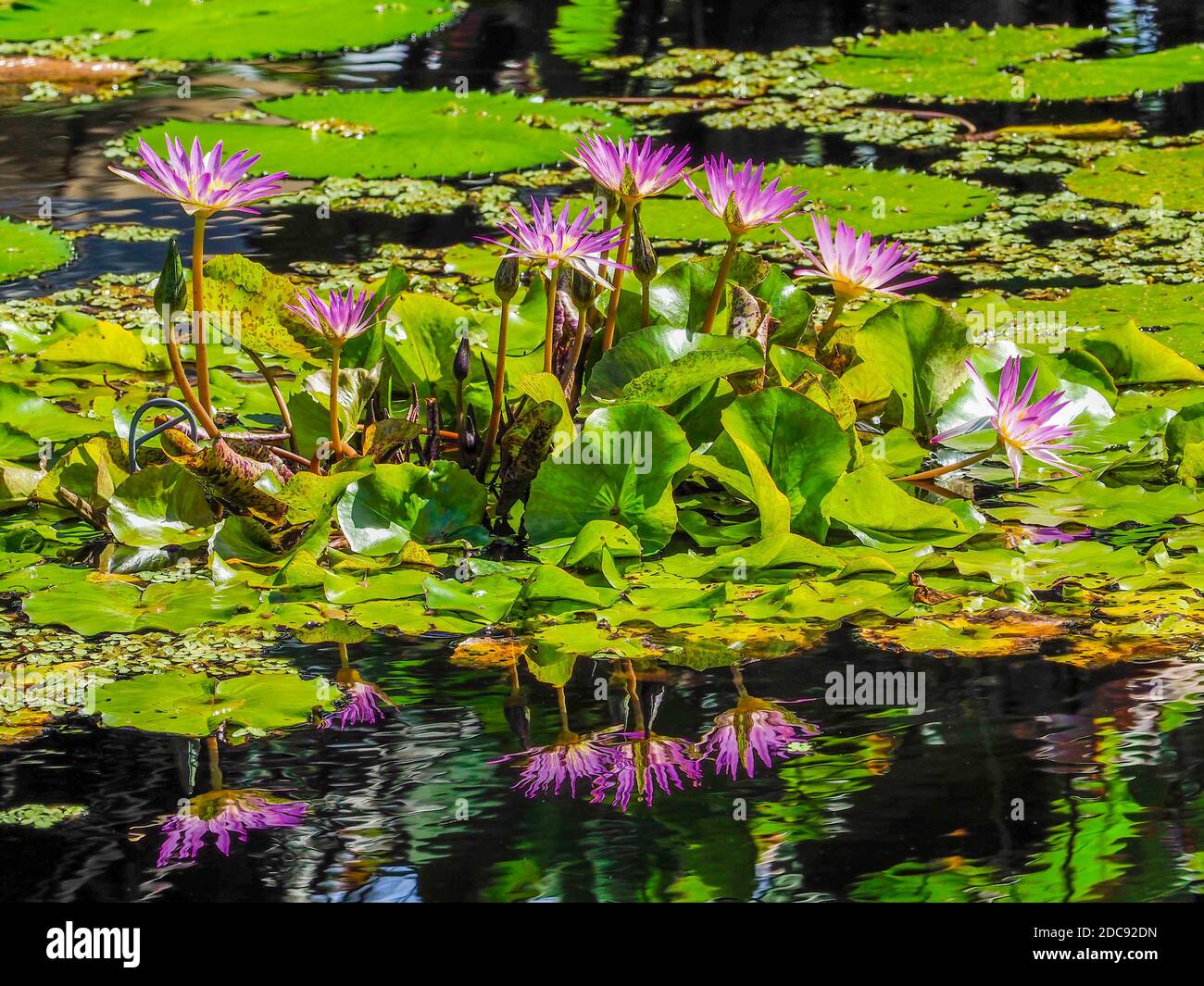 Group of Water Lilies (Nymphaeaceae Stock Photo - Alamy