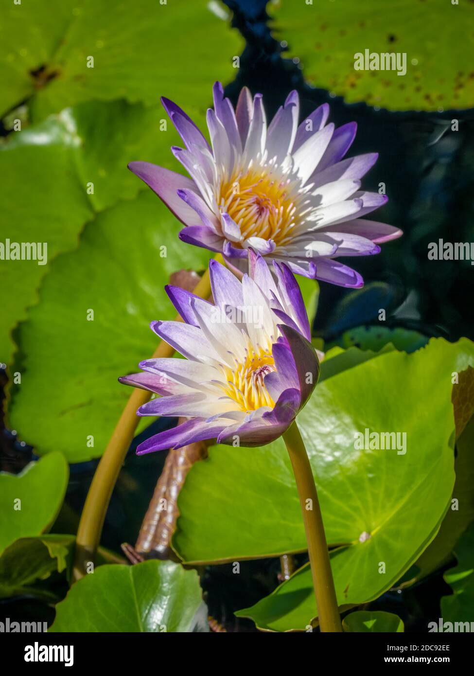 Two water lilies hi-res stock photography and images - Alamy