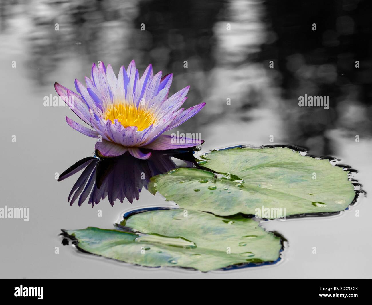 Single bloom lily hi-res stock photography and images - Alamy