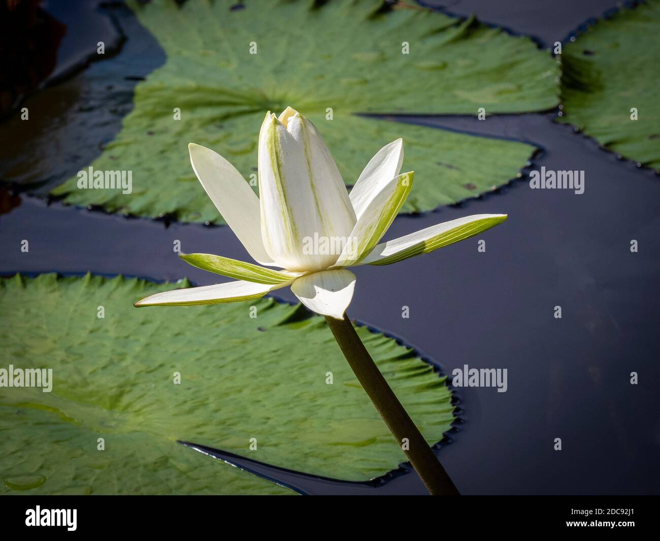 Single white lily hi-res stock photography and images - Alamy