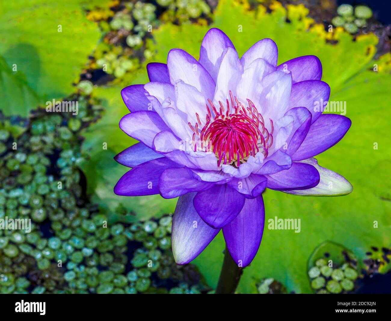 Close-up of single purple Water Lily (Nymphaeaceae Stock Photo - Alamy