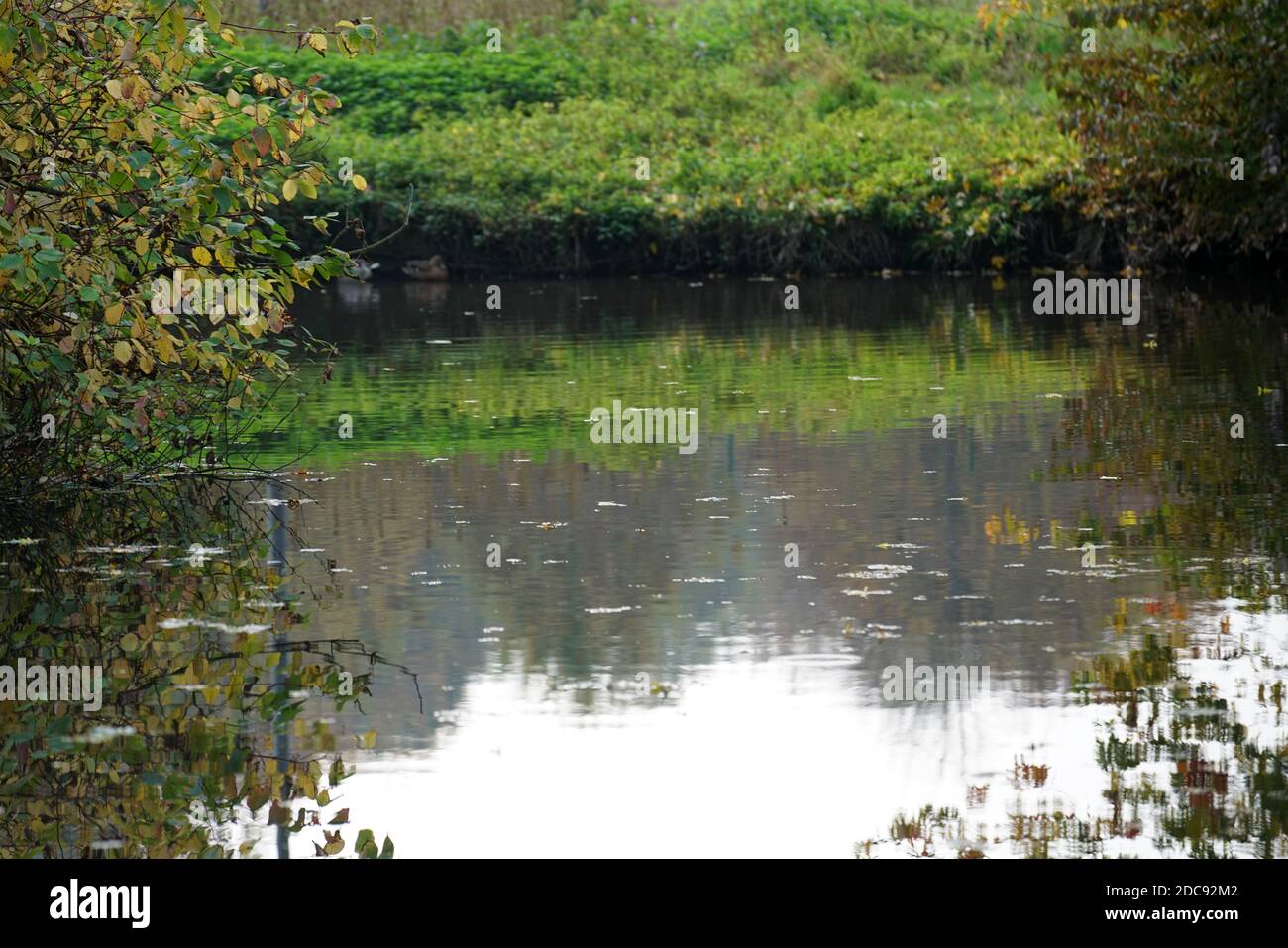 Closeup of a small pond with the vegetation reflecting in the water ...