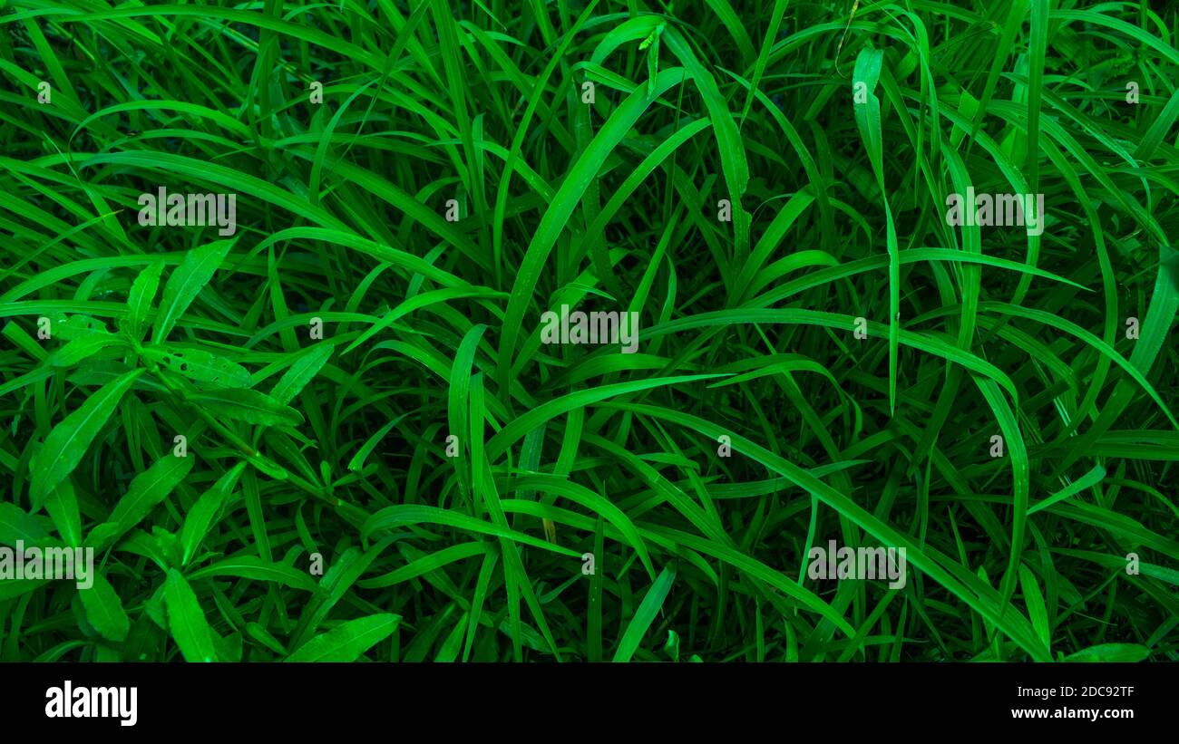 Green leafy meadow. Big grass. Can be used as a background Stock Photo ...