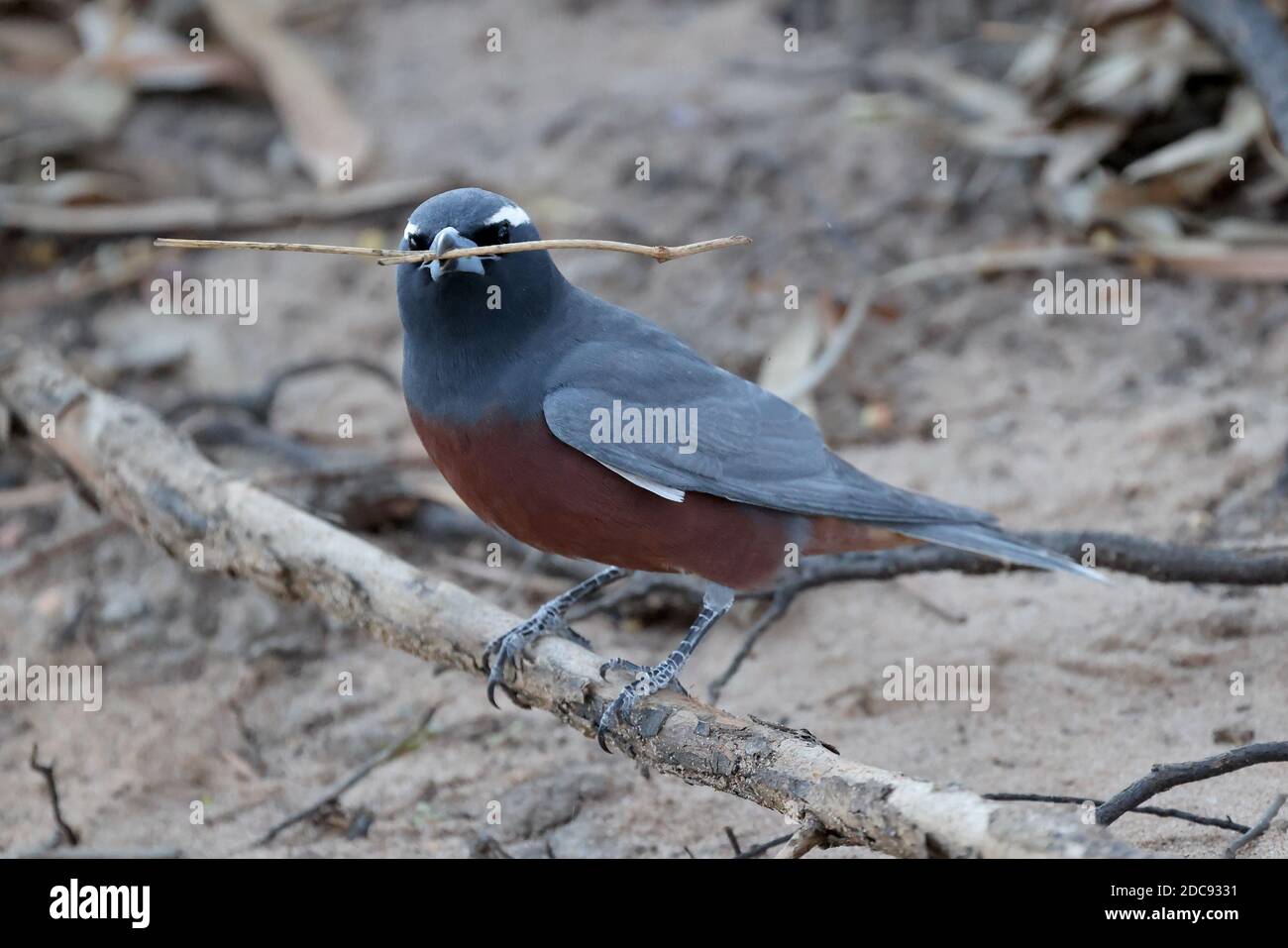 Collecting sticks hi-res stock photography and images - Alamy