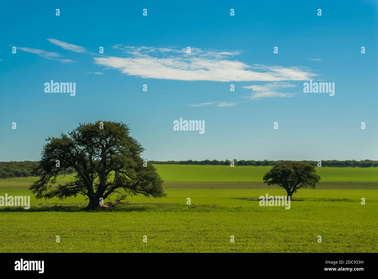 Calden tree, Prosopis Caldenia, in Pampas environment, La Pampa ...