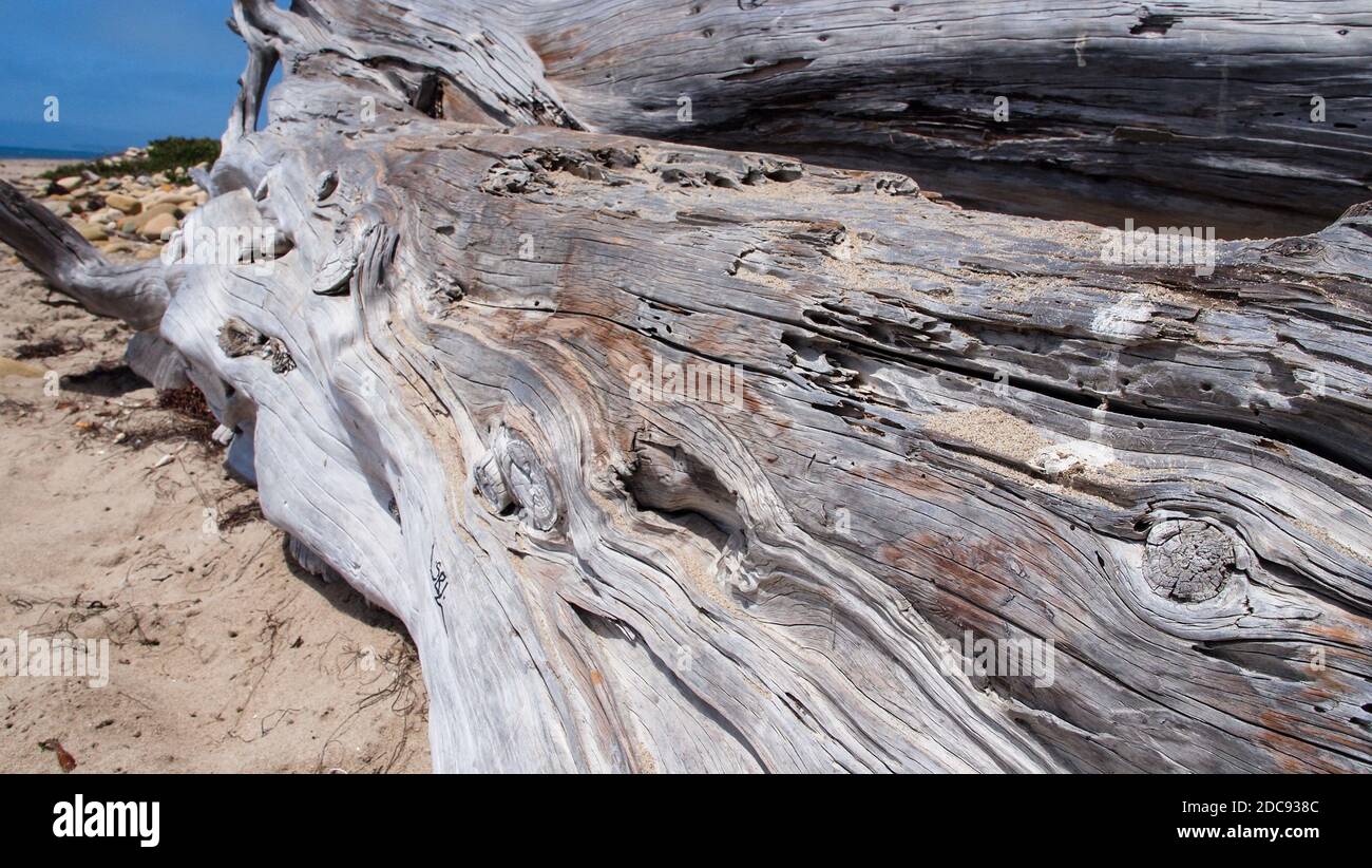 old driftwood tree log on the summer sand beach Stock Photo - Alamy