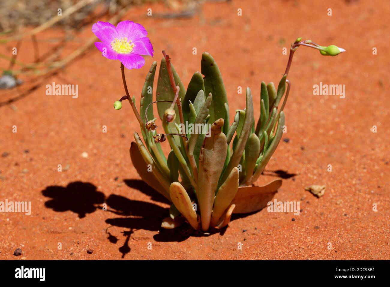 Parakeelya hi-res stock photography and images - Alamy