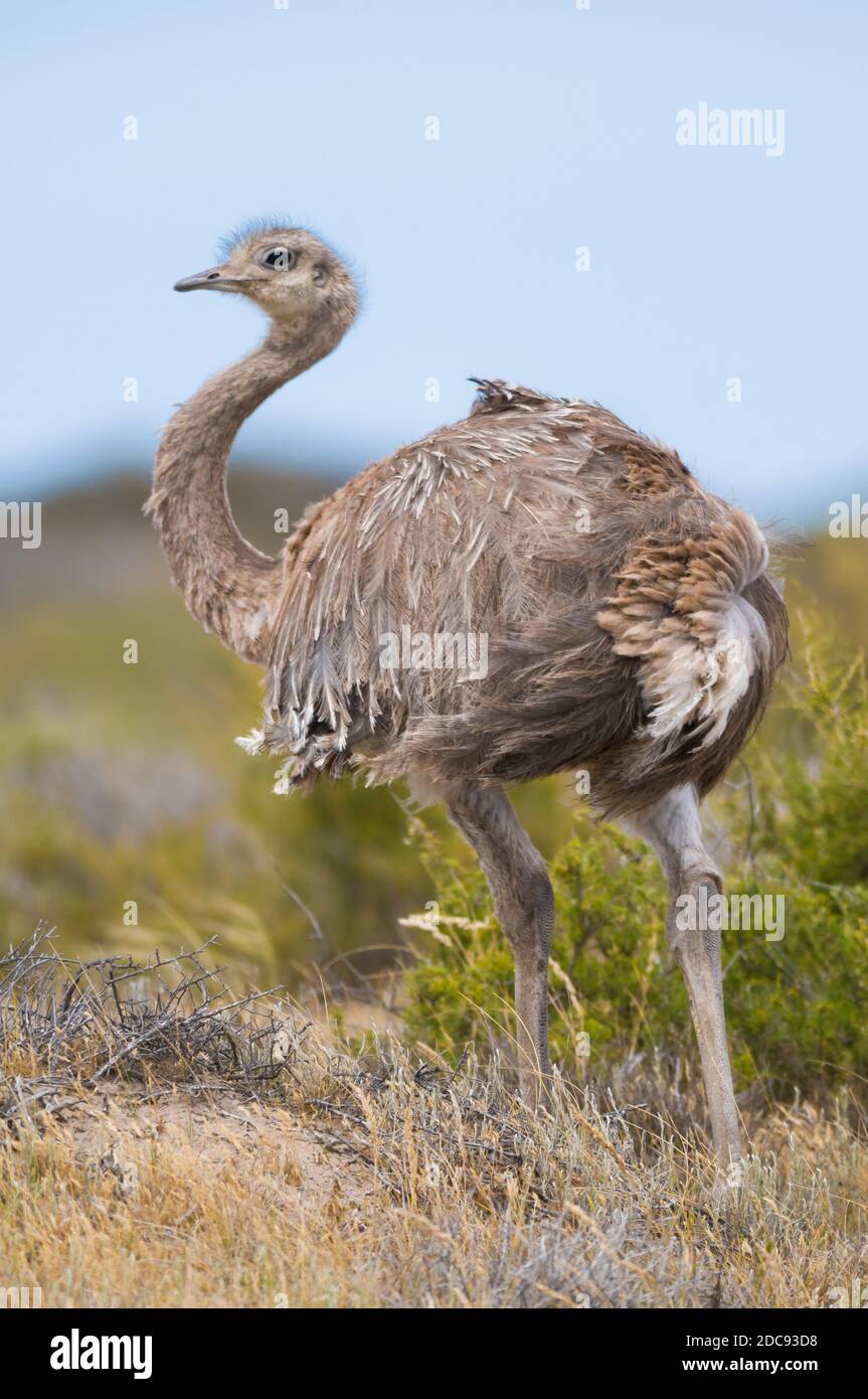 Greater Rhea, (Rhea Americana) in Pampas plain environment, La Pampa ...