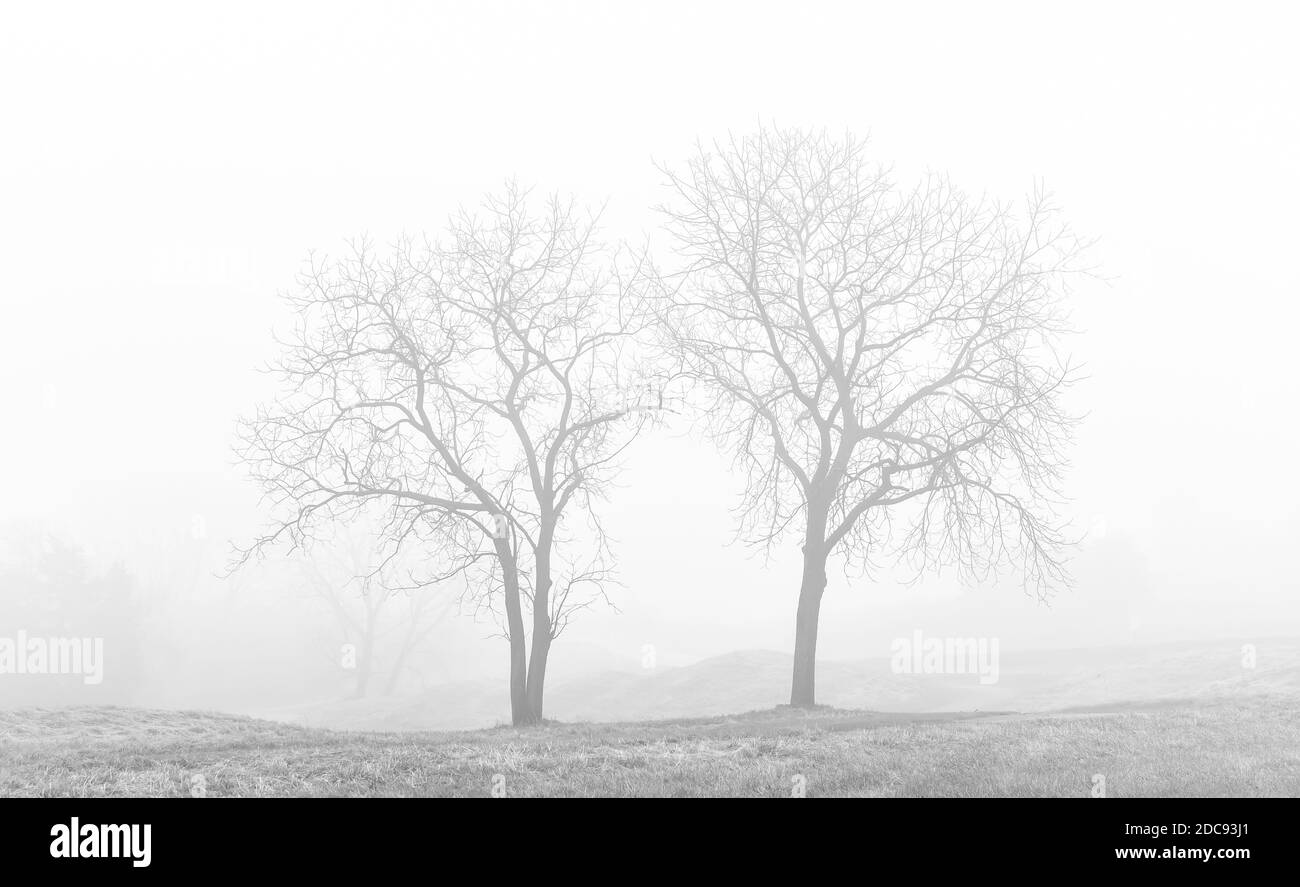 Foggy tree branches hi-res stock photography and images - Alamy