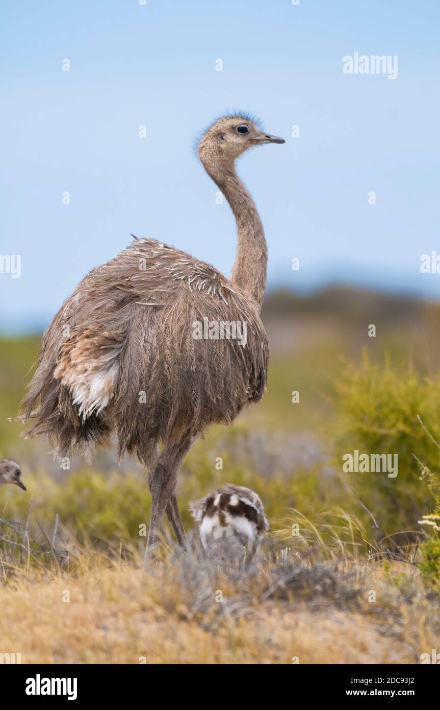 Lesser Rhea High Resolution Stock Photography and Images - Alamy