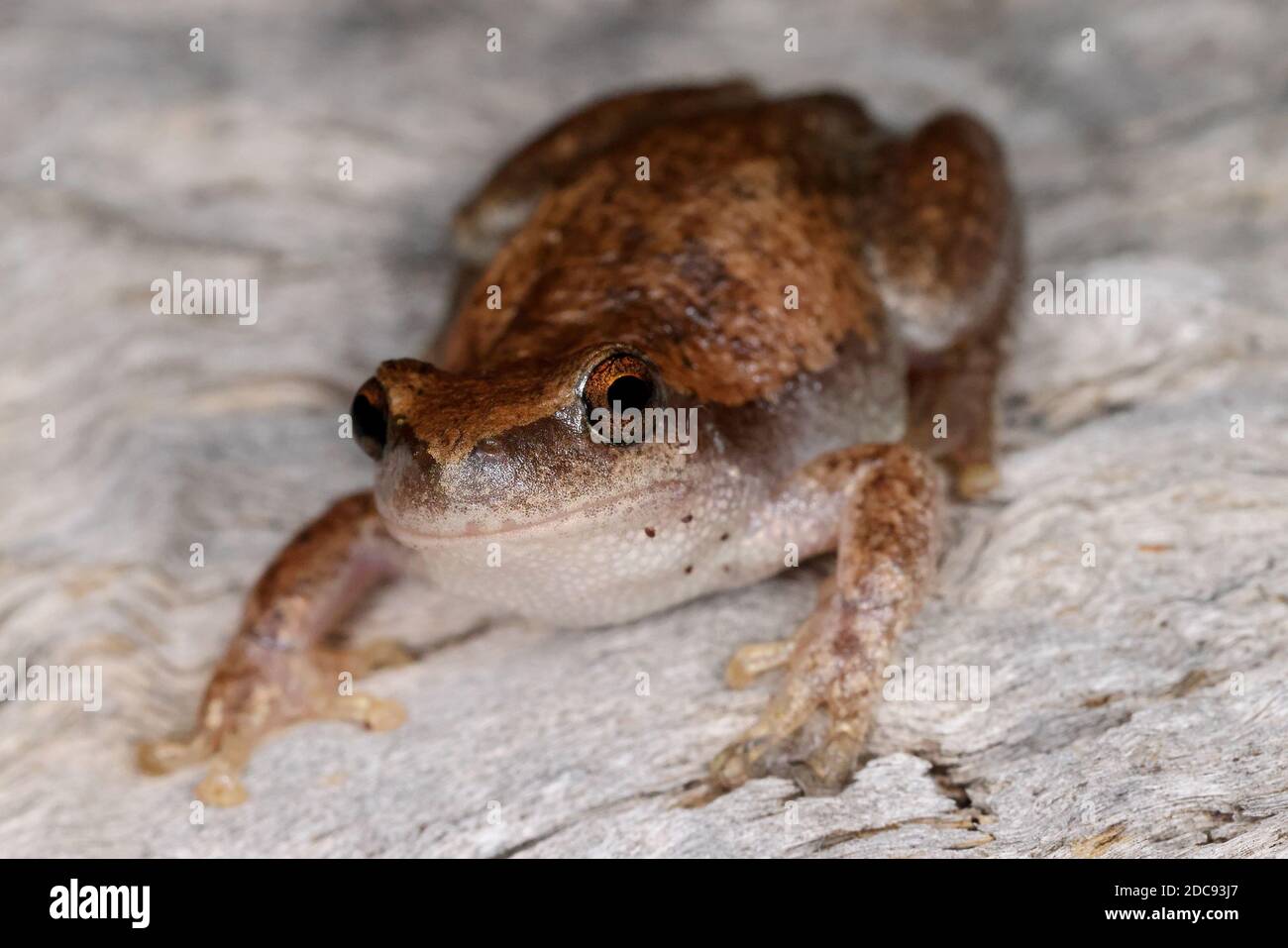 Desert Tree Frog resting on log Stock Photo - Alamy