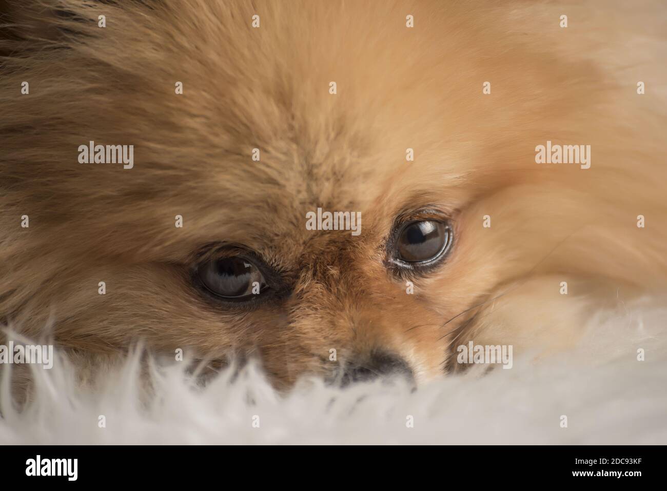 A closeup shot of a cute fluffy pomeranian puppy face Stock Photo - Alamy