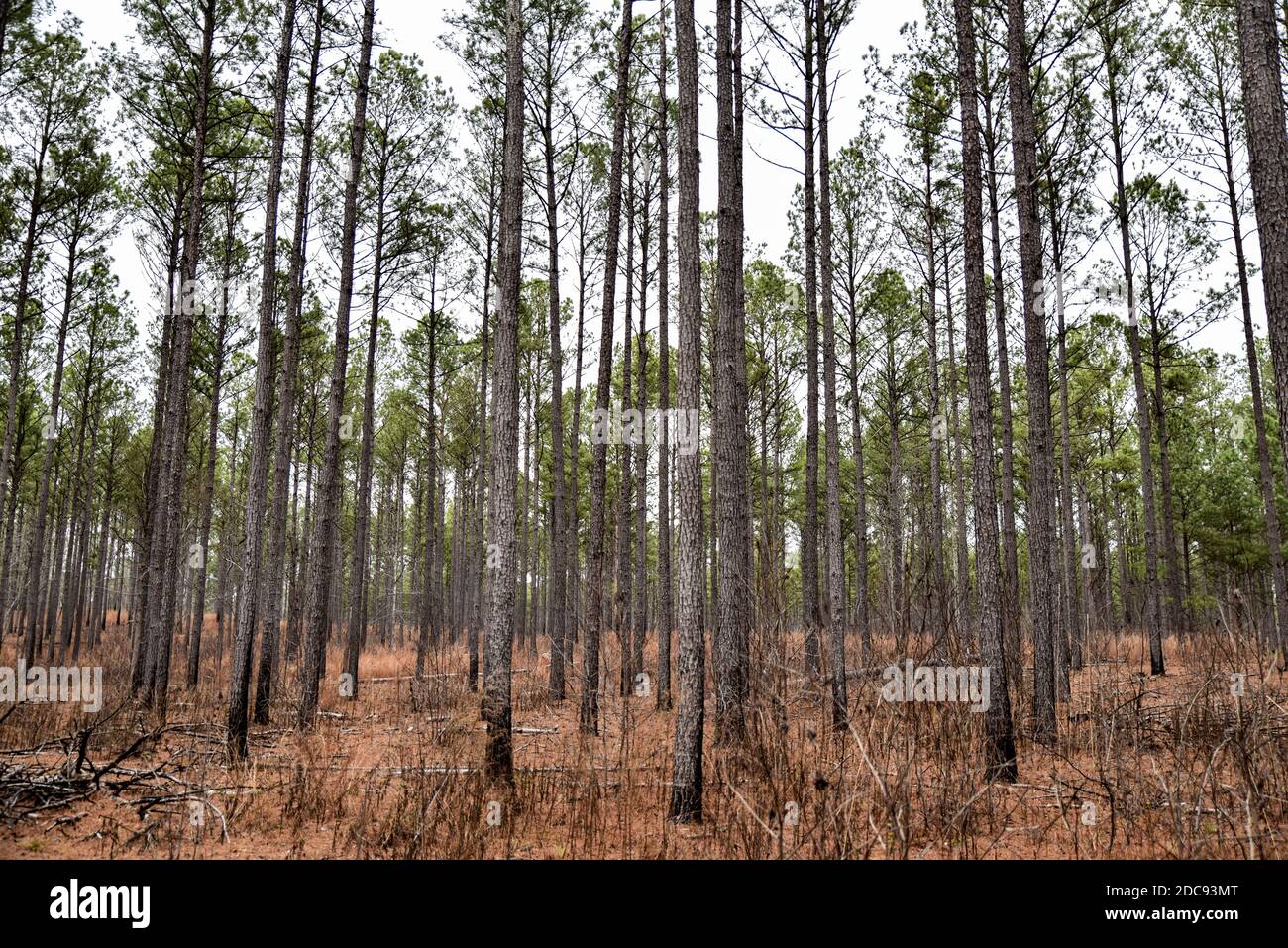 Row of tall trees lined up along the forest edge Stock Photo - Alamy