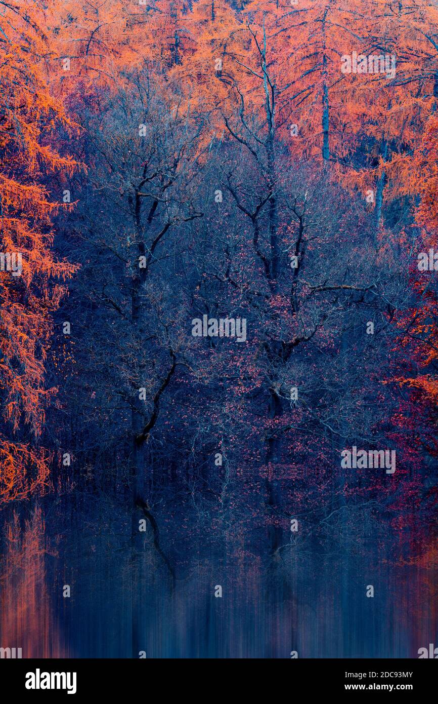 Digital art from landscape photo showing dark trees in autumn with fake ...