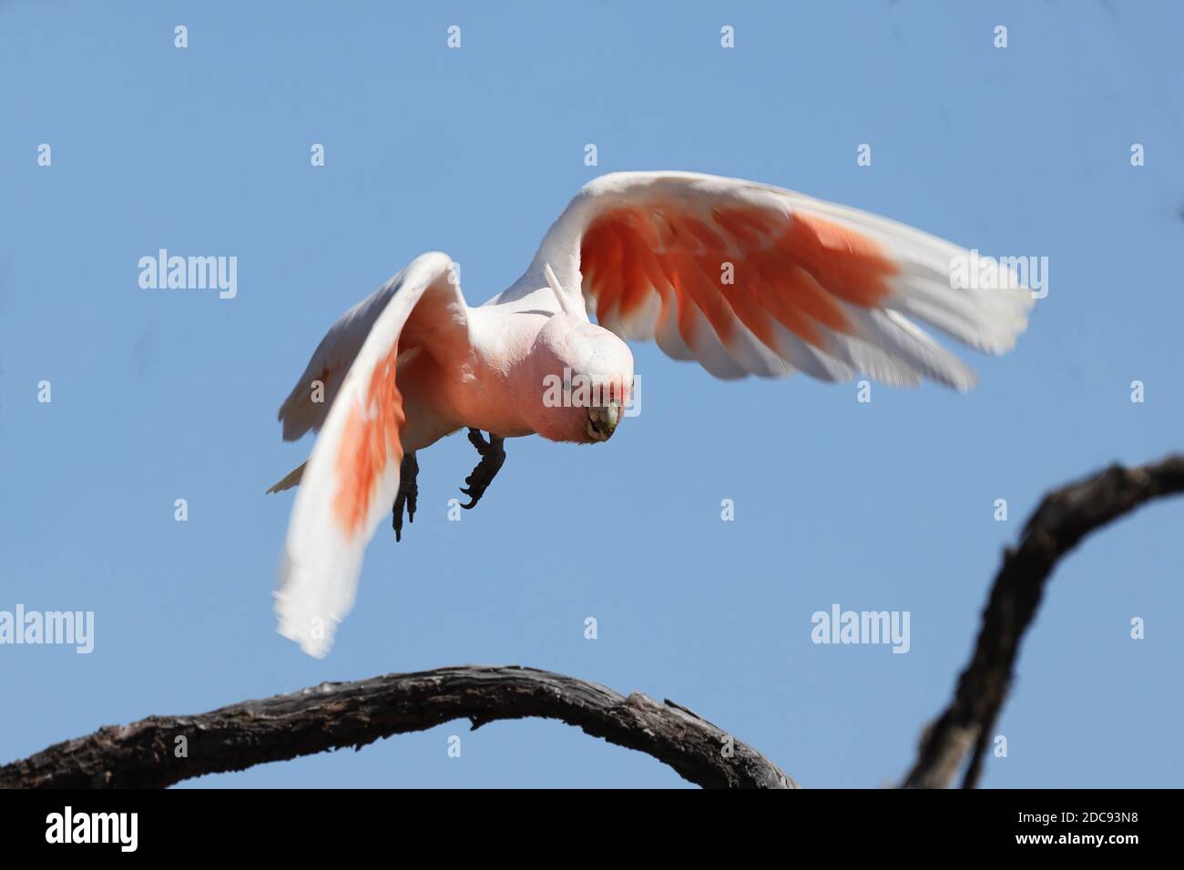 Australian Pink Cockatoo in flight Stock Photo - Alamy