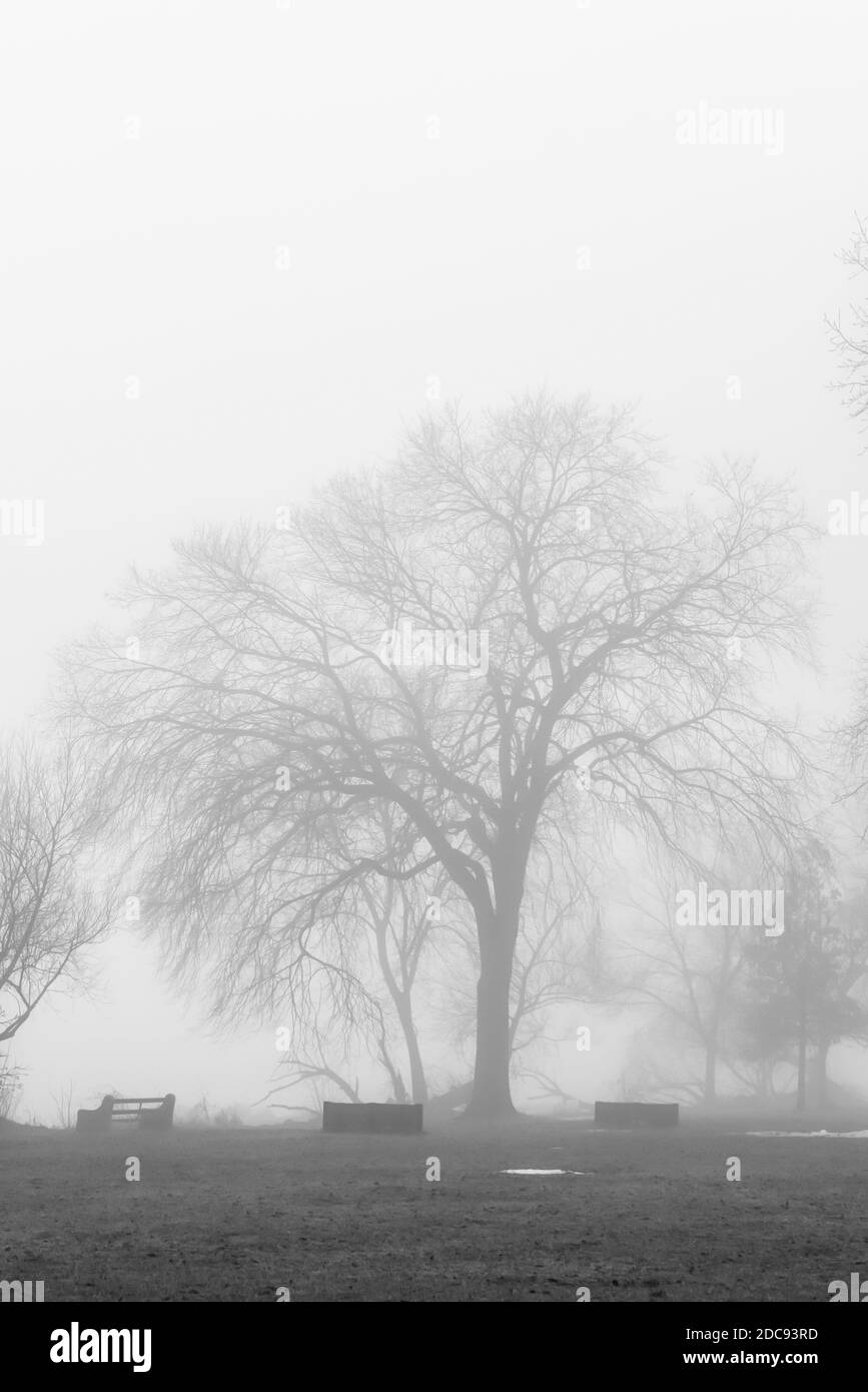 Tree trunk birch on Black and White Stock Photos & Images - Alamy